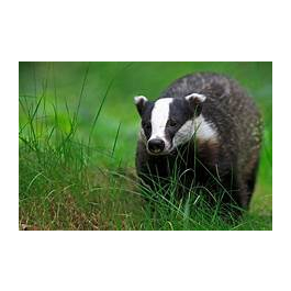 100m Dual Powered Badger Kit