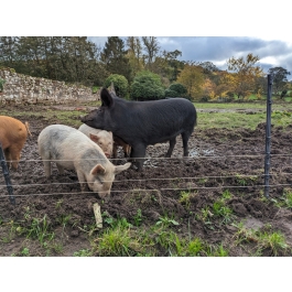 Pig Kit Add On Gate | Countrystore Direct